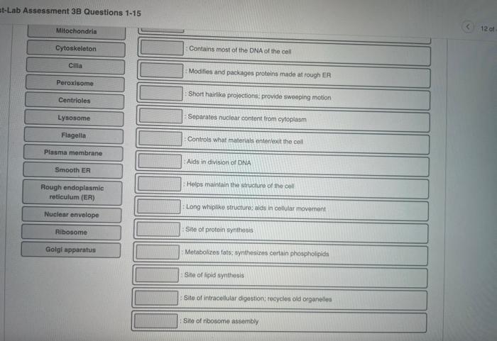 Solved Post-Lab Assessment 3B Questions 1-15 Nucleolus | Chegg.com