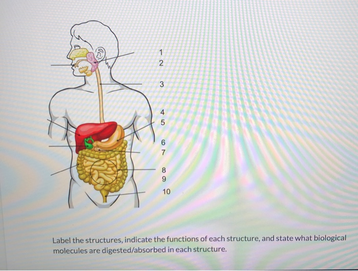 Solved 1 2 3 4 5 6 7 8 9 10 Label the structures, indicate | Chegg.com