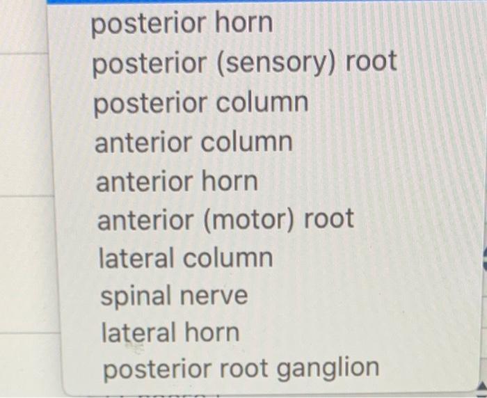 Solved posterior horn posterior (sensory) root posterior | Chegg.com