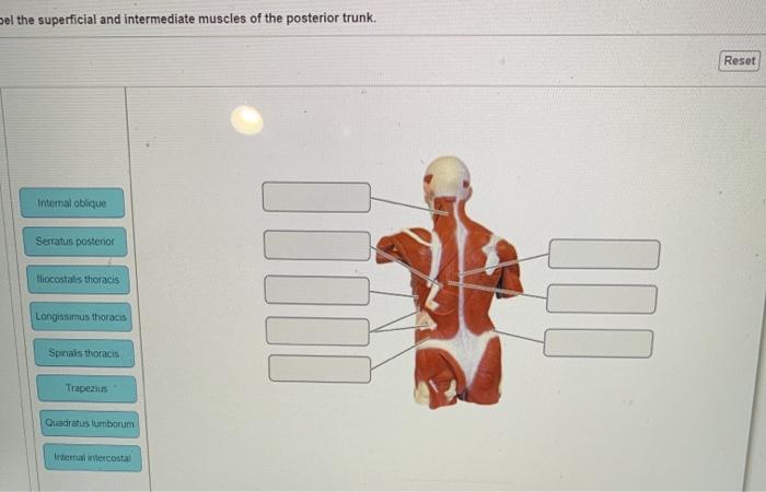 Solved abel the superficial and intermediate muscles of the | Chegg.com