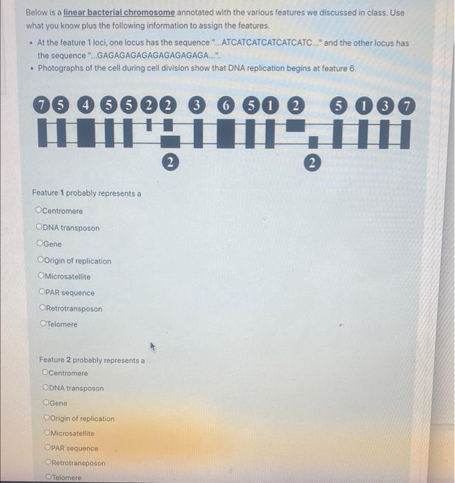 Solved Below is a linear bacterial chromosome annotated with | Chegg.com