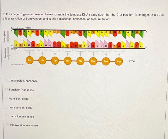 In the image of gene expression below, change the | Chegg.com