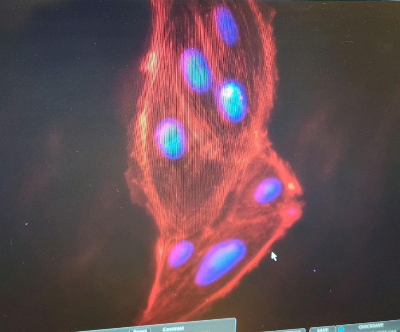 Solved 8: Acquiring Images with EVOS Microscope Lab Goal: - | Chegg.com