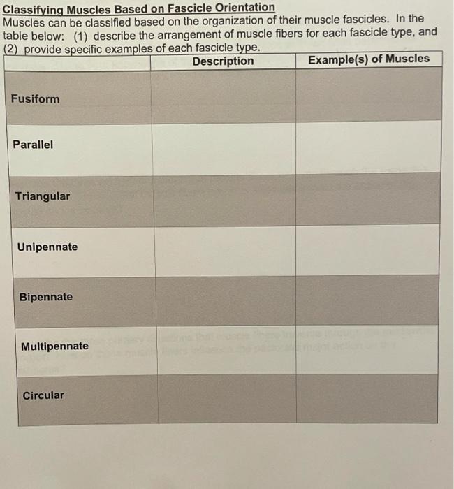 Solved Classifying Muscles Based on Fascicle Orientation | Chegg.com