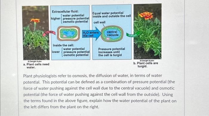 Solved ⒸDwight Kuhn a. Plant cells need water. Extracellular | Chegg.com