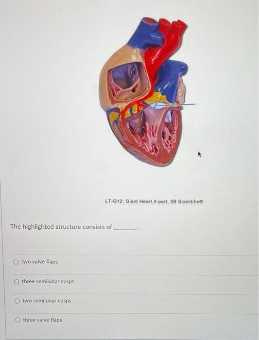 Solved LT-G12: Giant Heart, 4-part, 3B Scientifice The | Chegg.com
