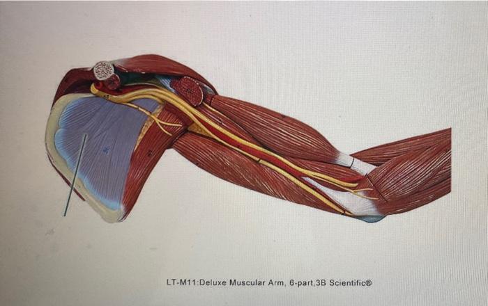 Solved LT-M11 Deluxe Muscular Arm 6-part, 3B Scientific | Chegg.com
