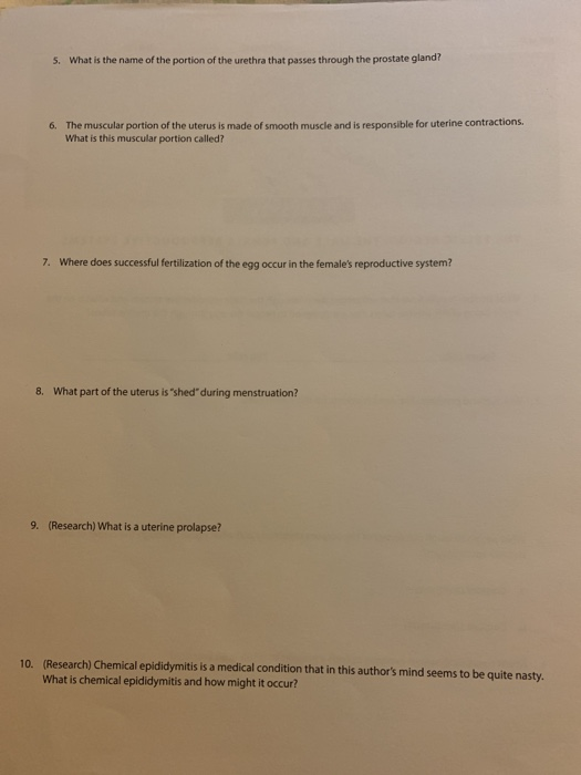 Solved NAME: DATE: SECTION: WORKSHEET THE PELVIC REGION: THE | Chegg.com