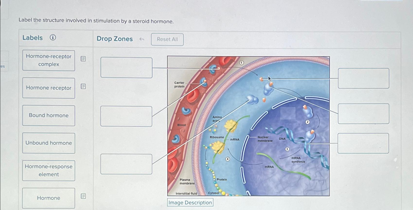 Solved Label the structure involved in stimulation by a | Chegg.com