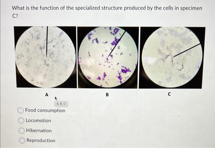 [Solved]: What is the function of the specialized structure