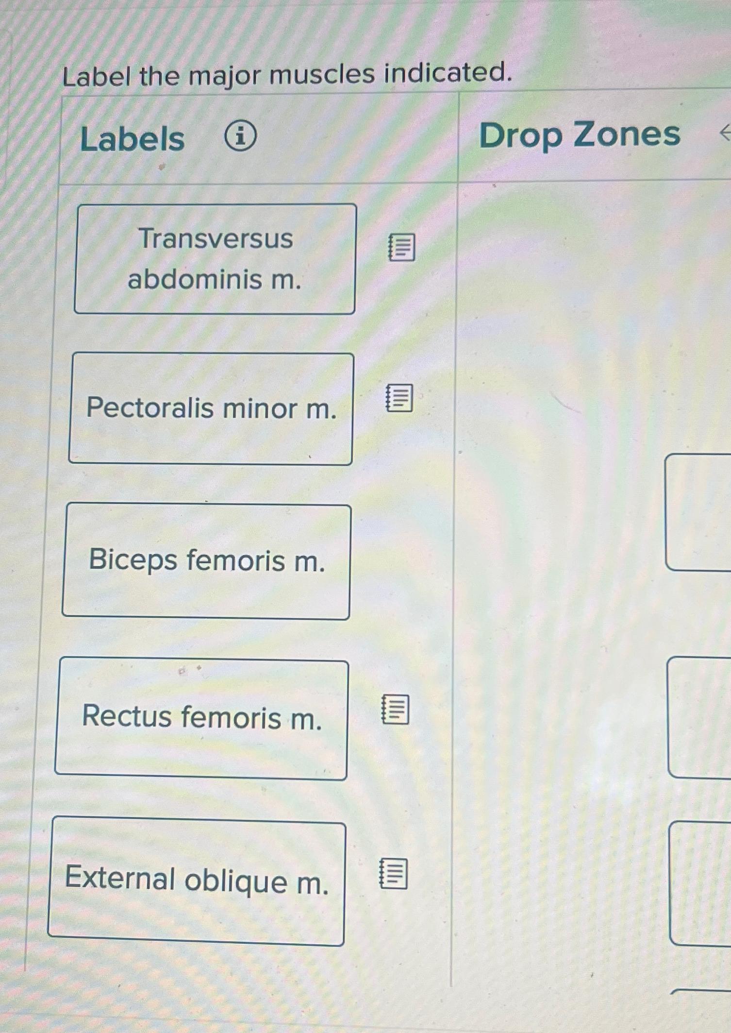 Solved Label the major muscles indicated.Labels(i)Drop | Chegg.com