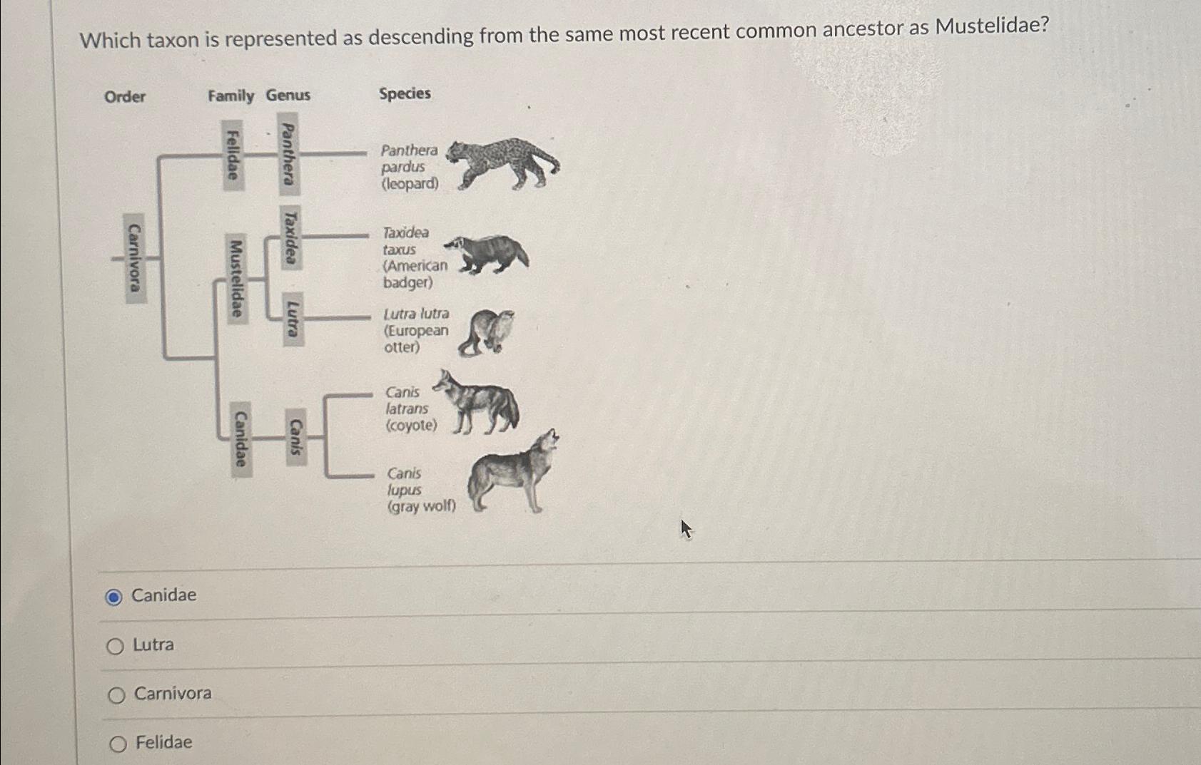 Solved Which taxon is represented as descending from the | Chegg.com
