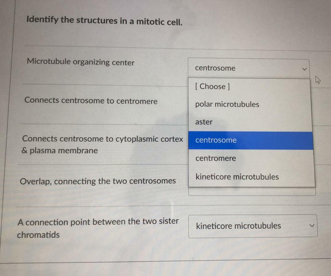 Solved Identify the structures in a mitotic cell. | Chegg.com