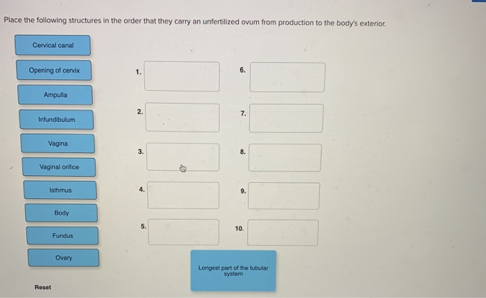 Solved Place the following structures in the order that they | Chegg.com