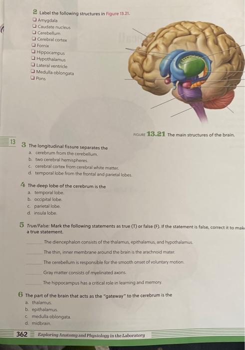 Solved Pisuine 13.21 The main structures of the brain. 3 The | Chegg.com