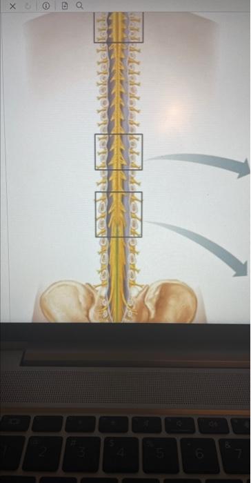 Solved identify the labeled structure st the tip of the | Chegg.com