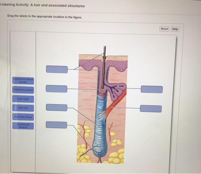 Solved -labeling Activity: A hair and associated structures | Chegg.com
