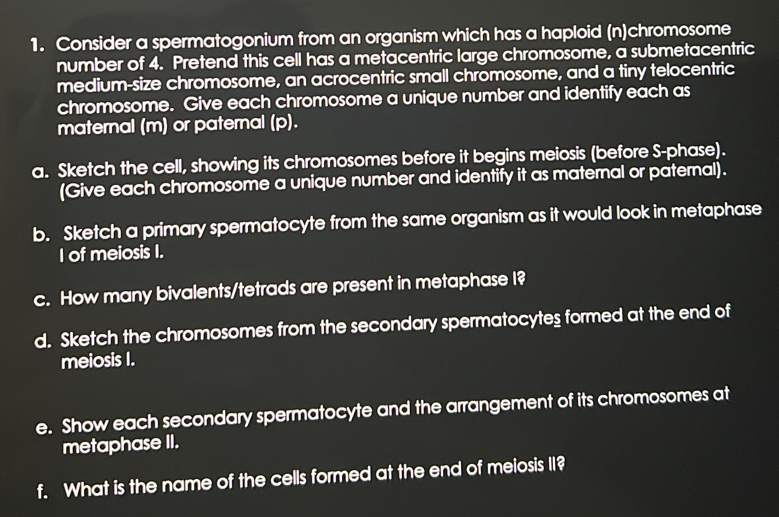 Solved Consider a spermatogonium from an organism which has | Chegg.com