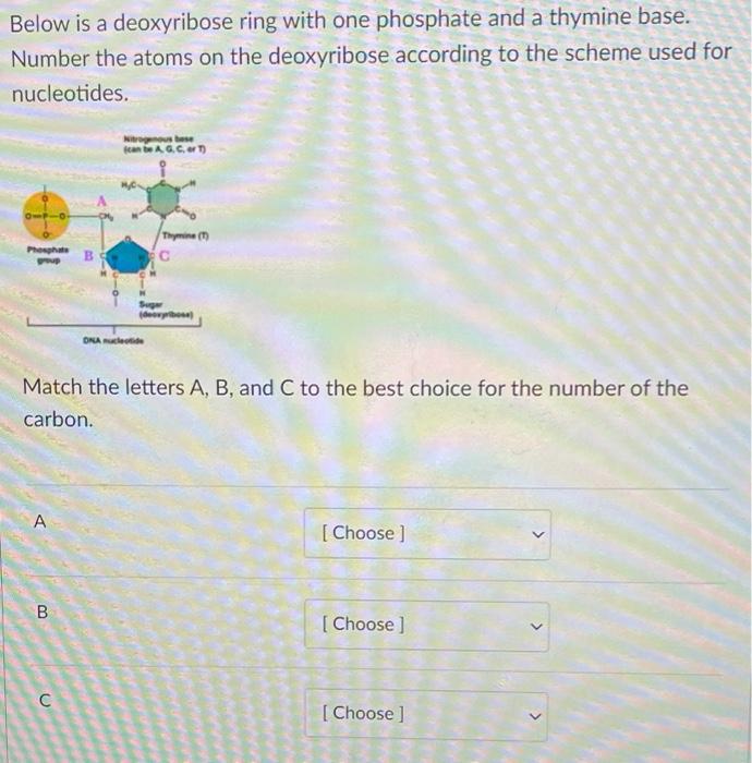 Solved Below is a deoxyribose ring with one phosphate and a | Chegg.com