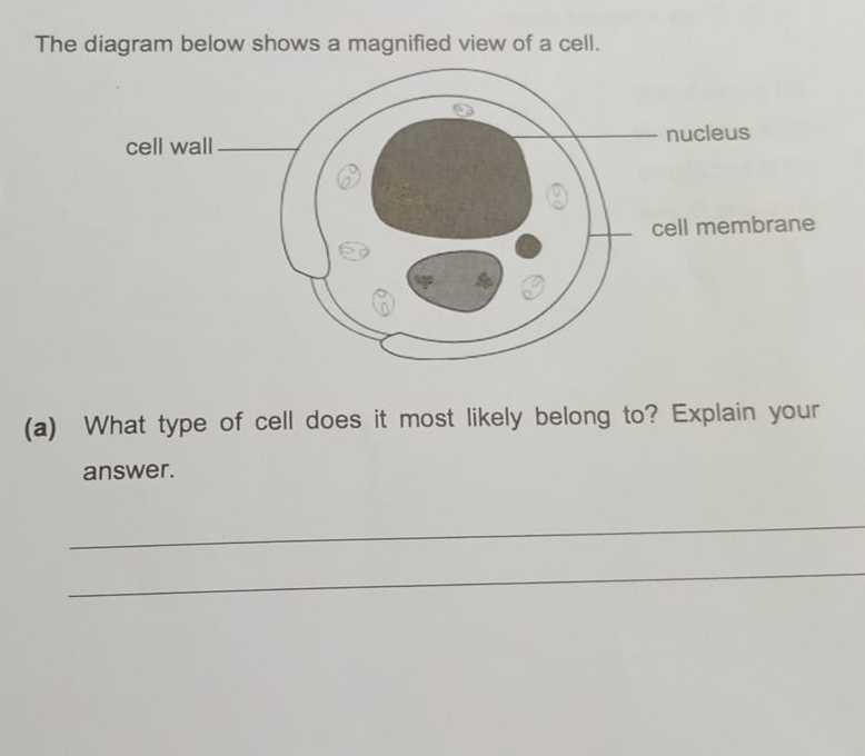 Solved 3 ﻿The diagrams below show two different cells viewed | Chegg.com