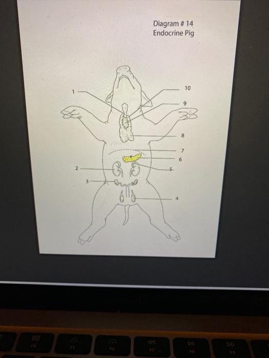 Solved Diagram #14 Endocrine Pig 10 1 9 8 7 6 2 3 618 | Chegg.com