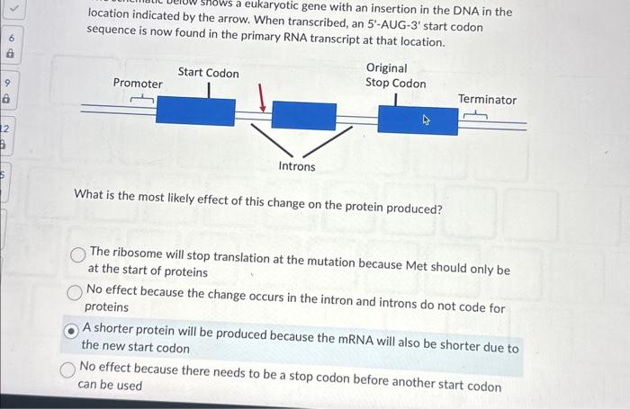 Solved location indicated by the arow eukaryotic gene with | Chegg.com