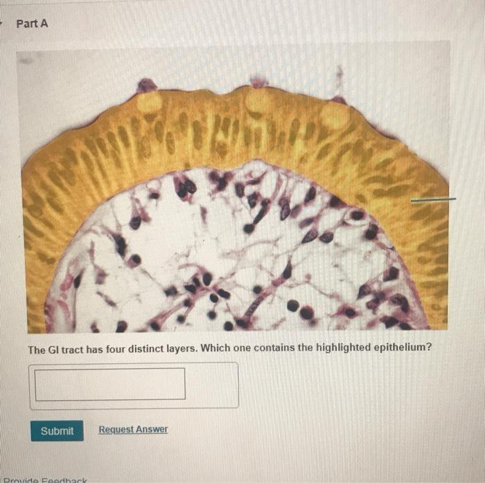 Solved Part A The GI tract has four distinct layers. Which | Chegg.com