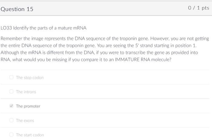 Solved LO32 Identify the differences between transcription | Chegg.com