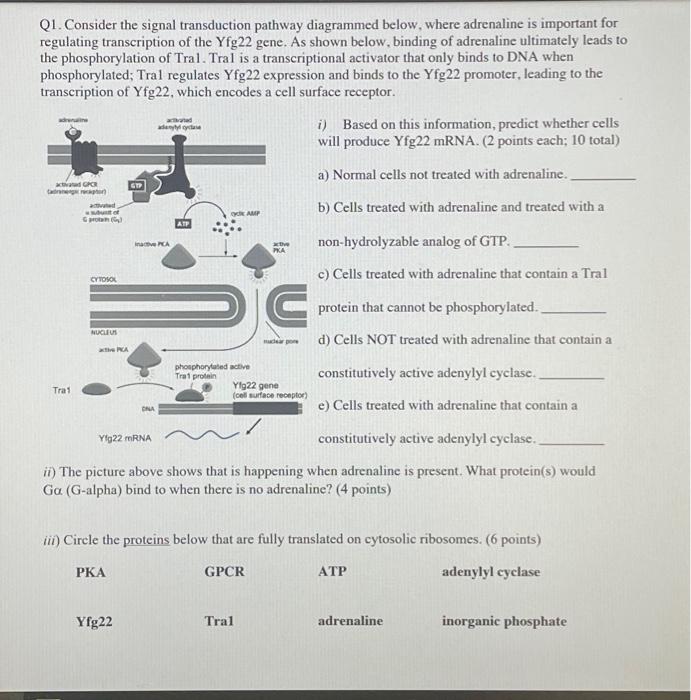 Solved Q1. Consider the signal transduction pathway | Chegg.com