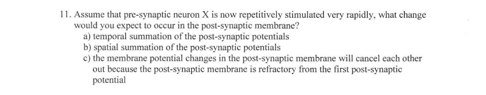 Solved Assume that pre-synaptic neuron x ﻿is now | Chegg.com