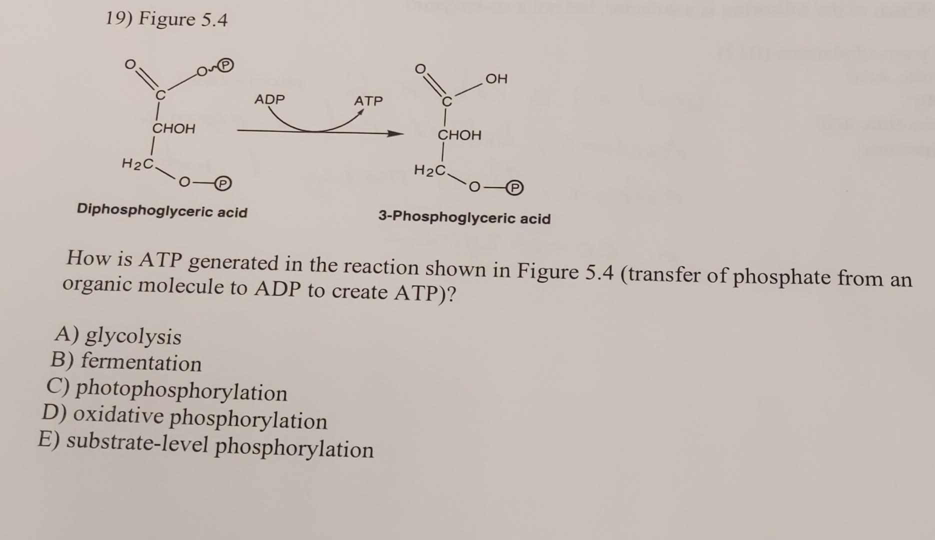 Solved Figure 5.4DHow is ATP generated in the reaction shown | Chegg.com