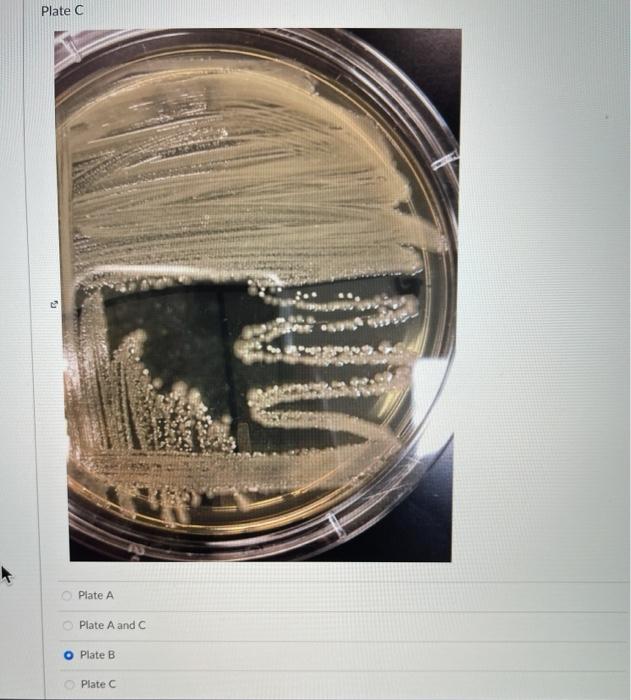 Solved Which streak plate(s) was/were made by a student who | Chegg.com