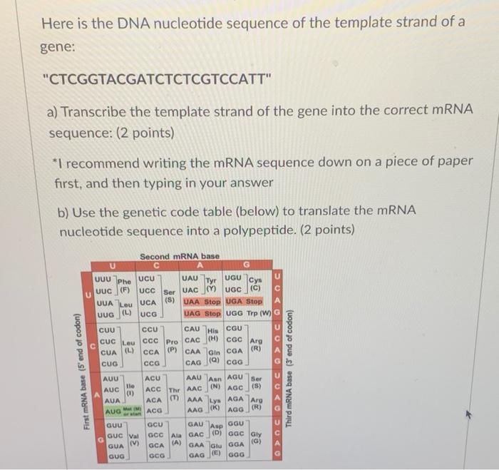Solved Here is the DNA nucleotide sequence of the template | Chegg.com