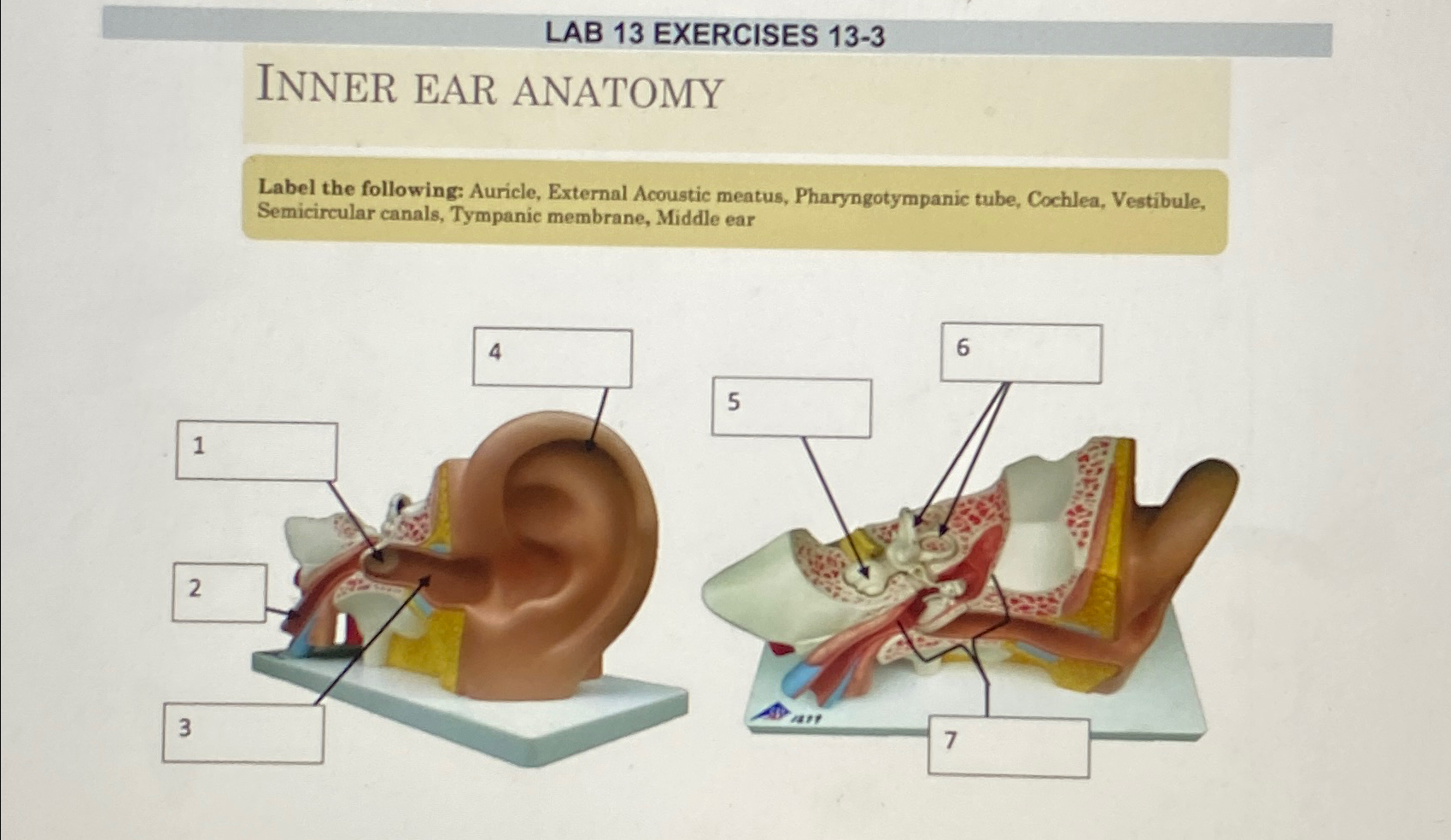 Solved LAB 13 ﻿EXERCISES 13-3INNER EAR ANATOMYLabel the | Chegg.com