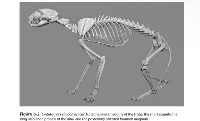 Figure 6-2 Skeleton of Felis domesticus. Note the | Chegg.com