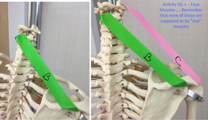 Solved E E D Activity 5b, c - Faux Muscles .... Remember | Chegg.com