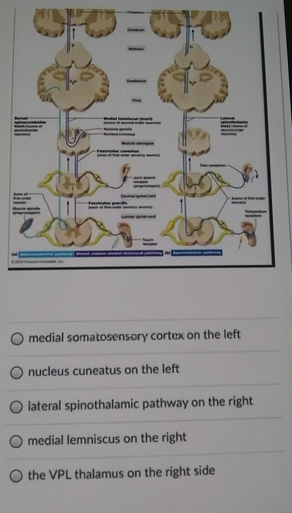 This figure shows the two somatosensory pathways. In | Chegg.com