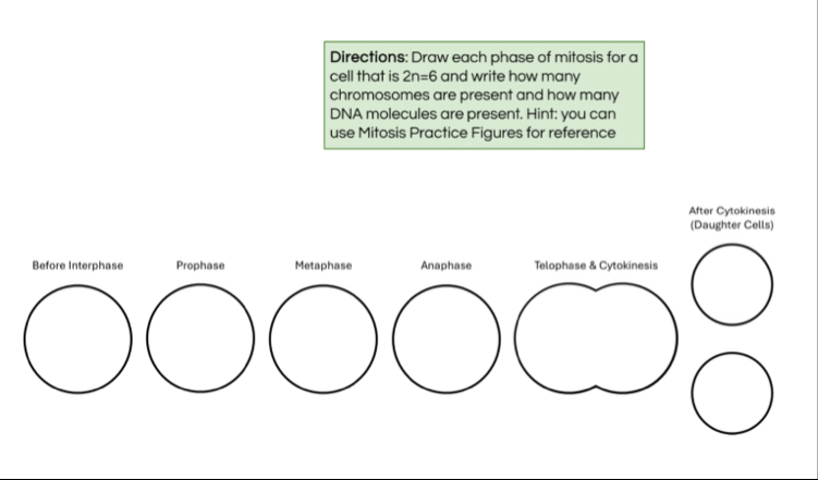 Solved Draw each phase of mitosis for a cell that is 2n=6 | Chegg.com