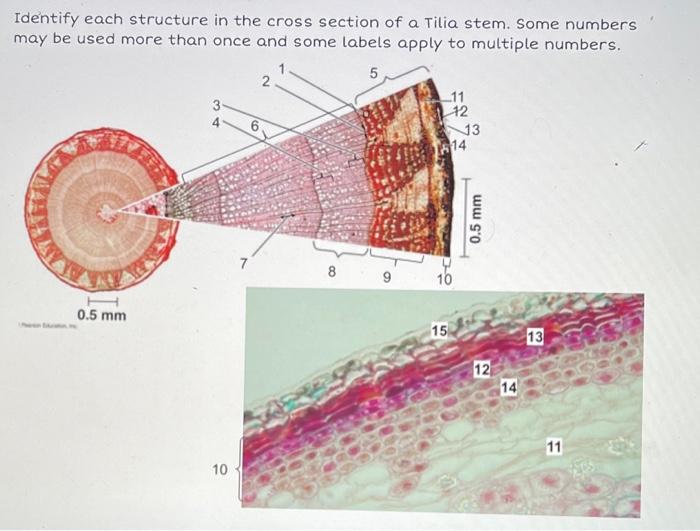 Solved Identify each structure in the cross section of a | Chegg.com