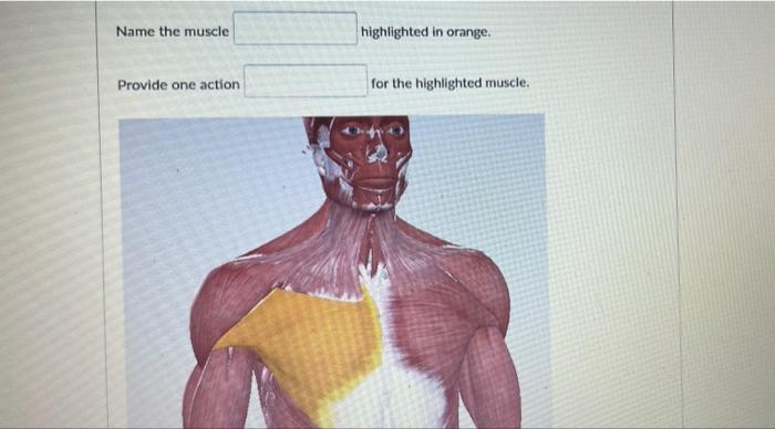Solved Name the muscle highlighted in orange. Provide one | Chegg.com
