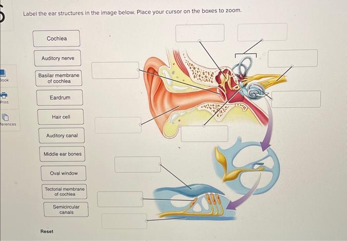 Solved Label the ear structures in the image below. Place | Chegg.com
