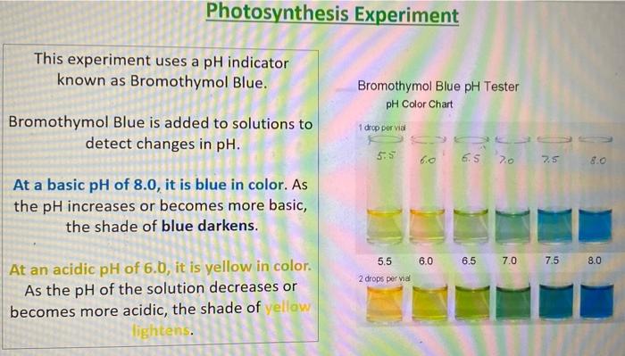 Solved 4.) At the end of the photosynthesis lab, did you | Chegg.com