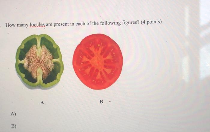 Solved - How many locules are present in each of the | Chegg.com