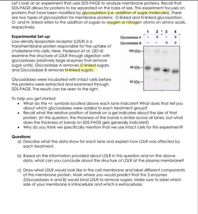 Solved + Let's look at an experiment that uses SDS-PAGE to | Chegg.com