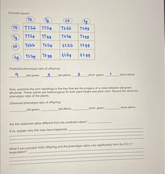 Solved Punnett square TG tc ta Tt69 TG Tg TTGE TT 99 TTGG | Chegg.com