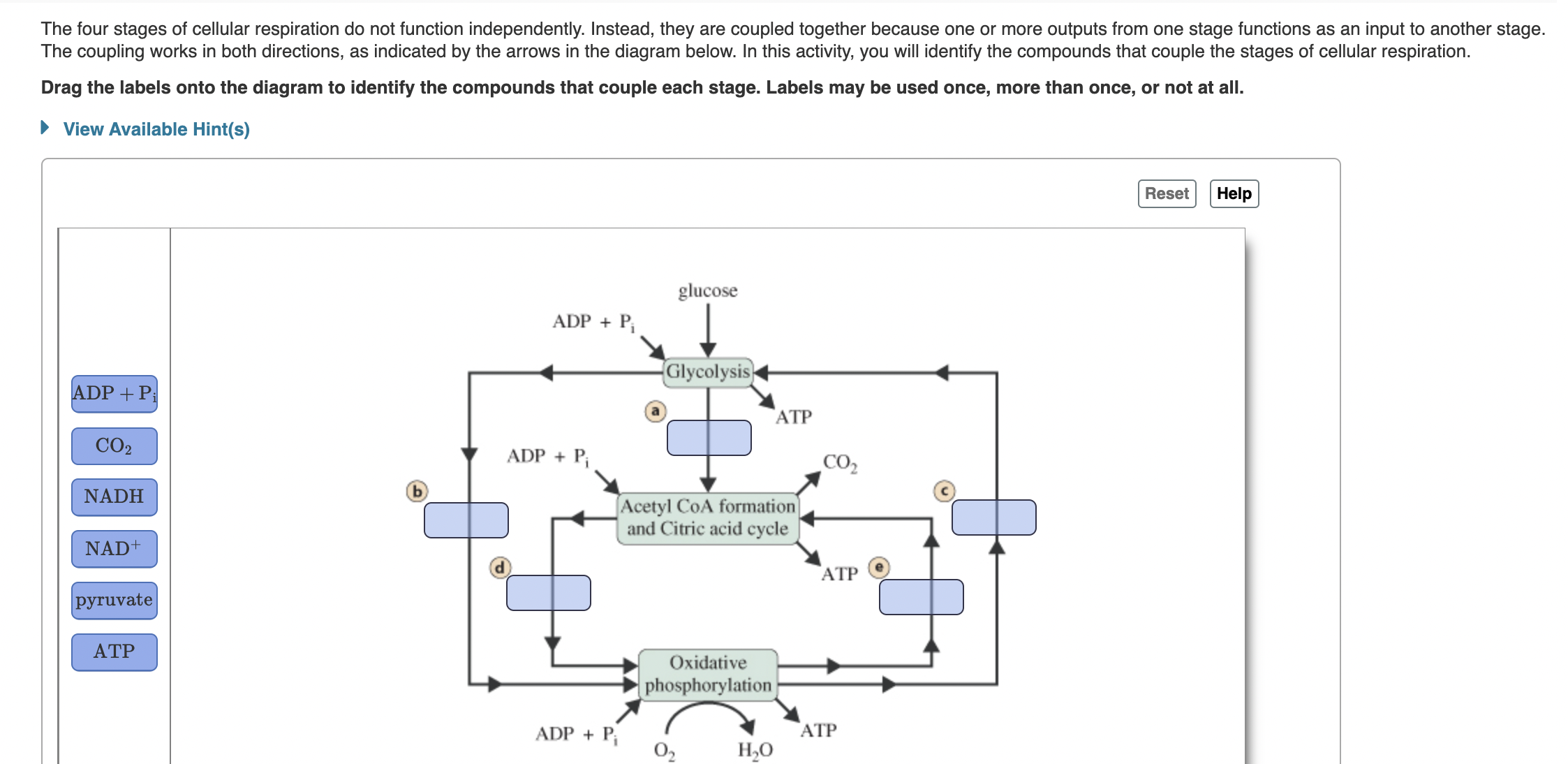 Solved answer using only the options given. The four stages | Chegg.com