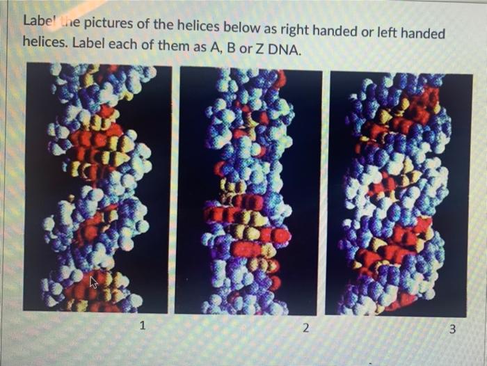 Solved Labe! he pictures of the helices below as right | Chegg.com