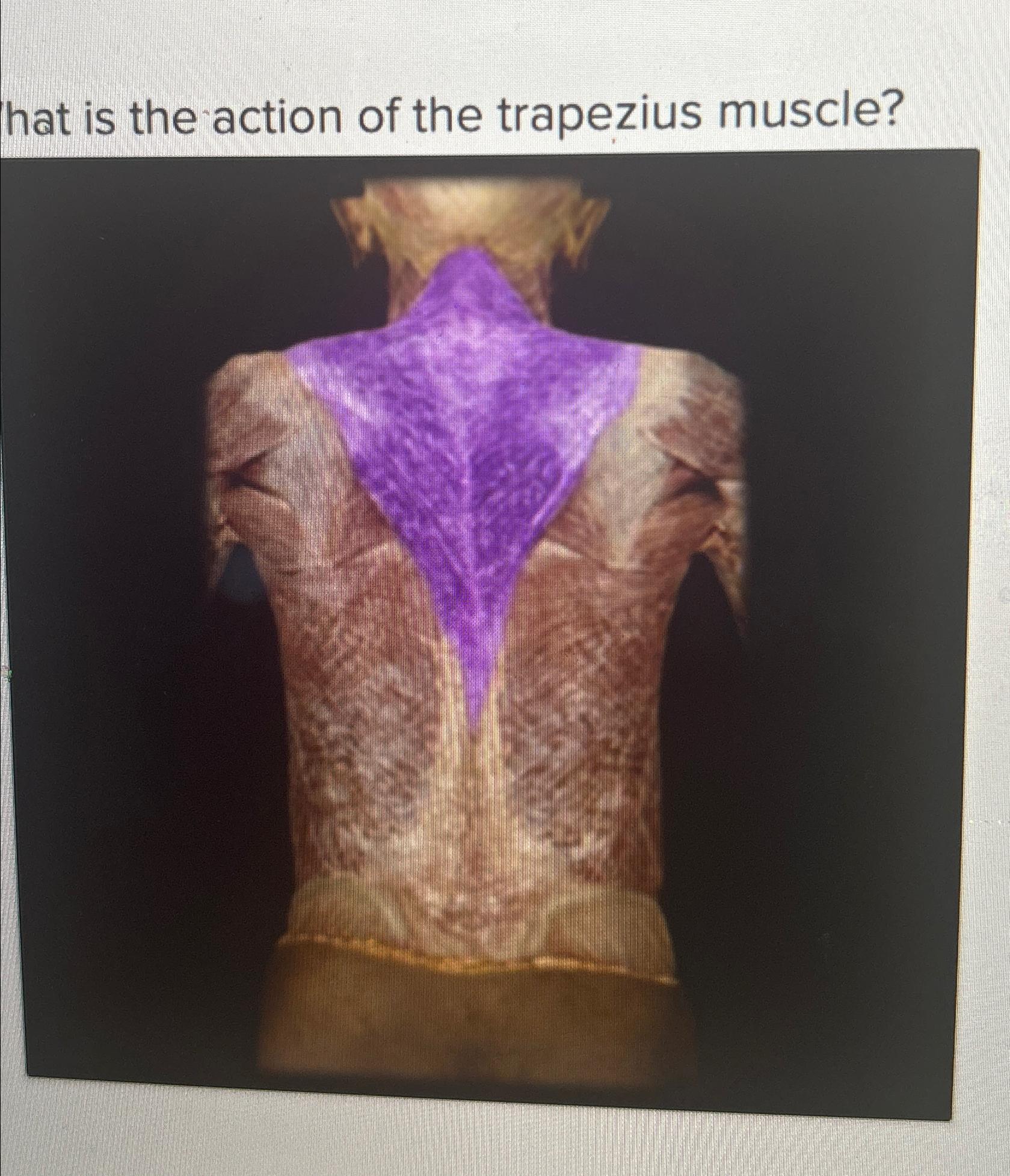 Solved hat is the action of the trapezius muscle? | Chegg.com