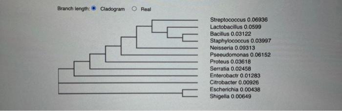Solved Branch length: ⊙ Cladogram Real Streptococcus | Chegg.com