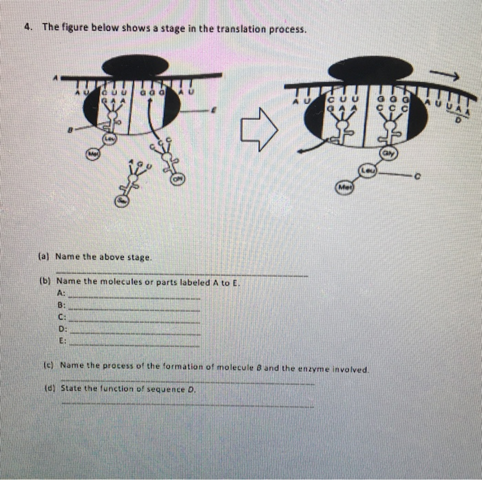 Solved 4. The figure below shows a stage in the translation | Chegg.com